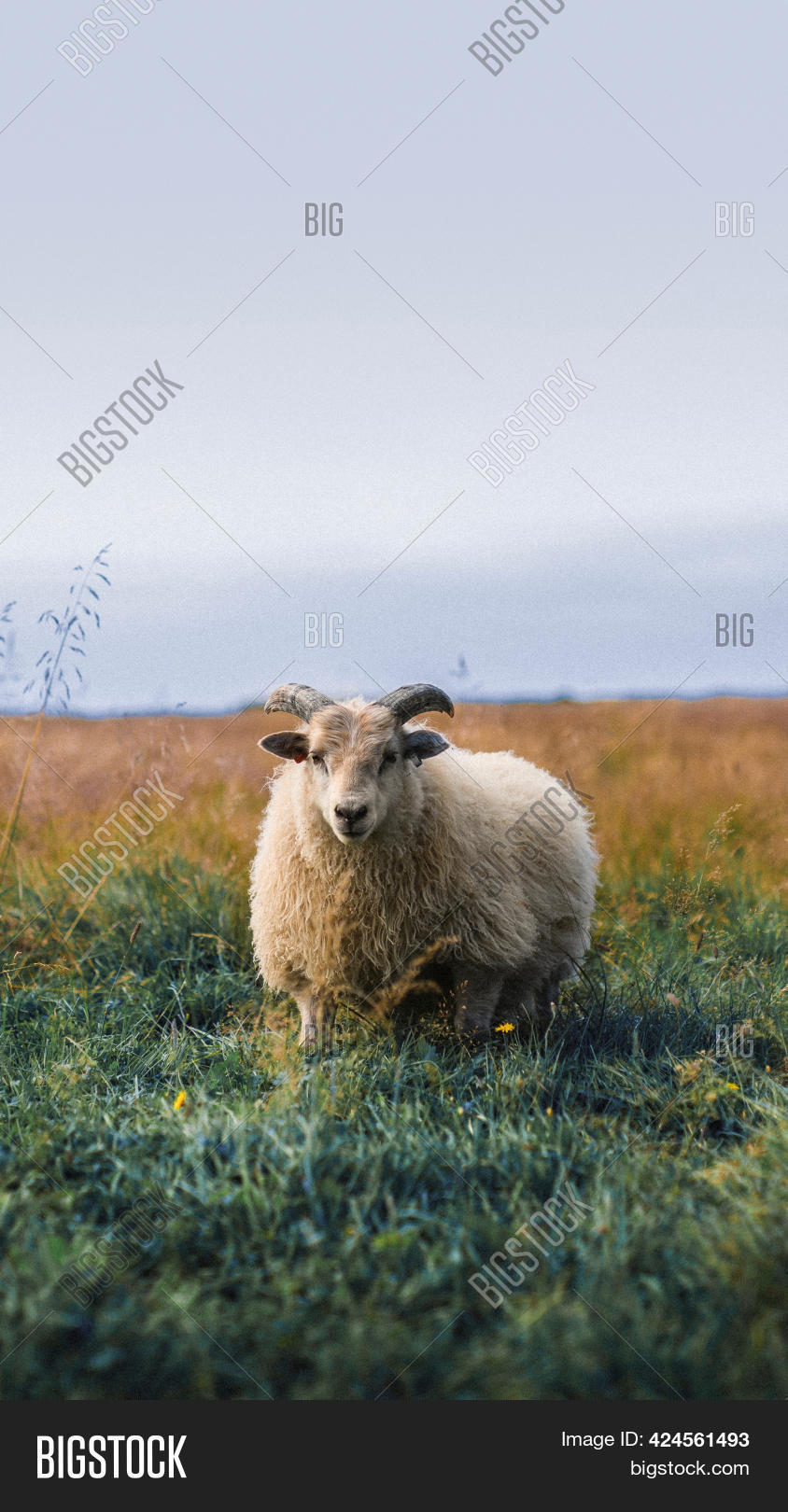 Scottish Sheep Image & Photo (Free Trial) | Bigstock