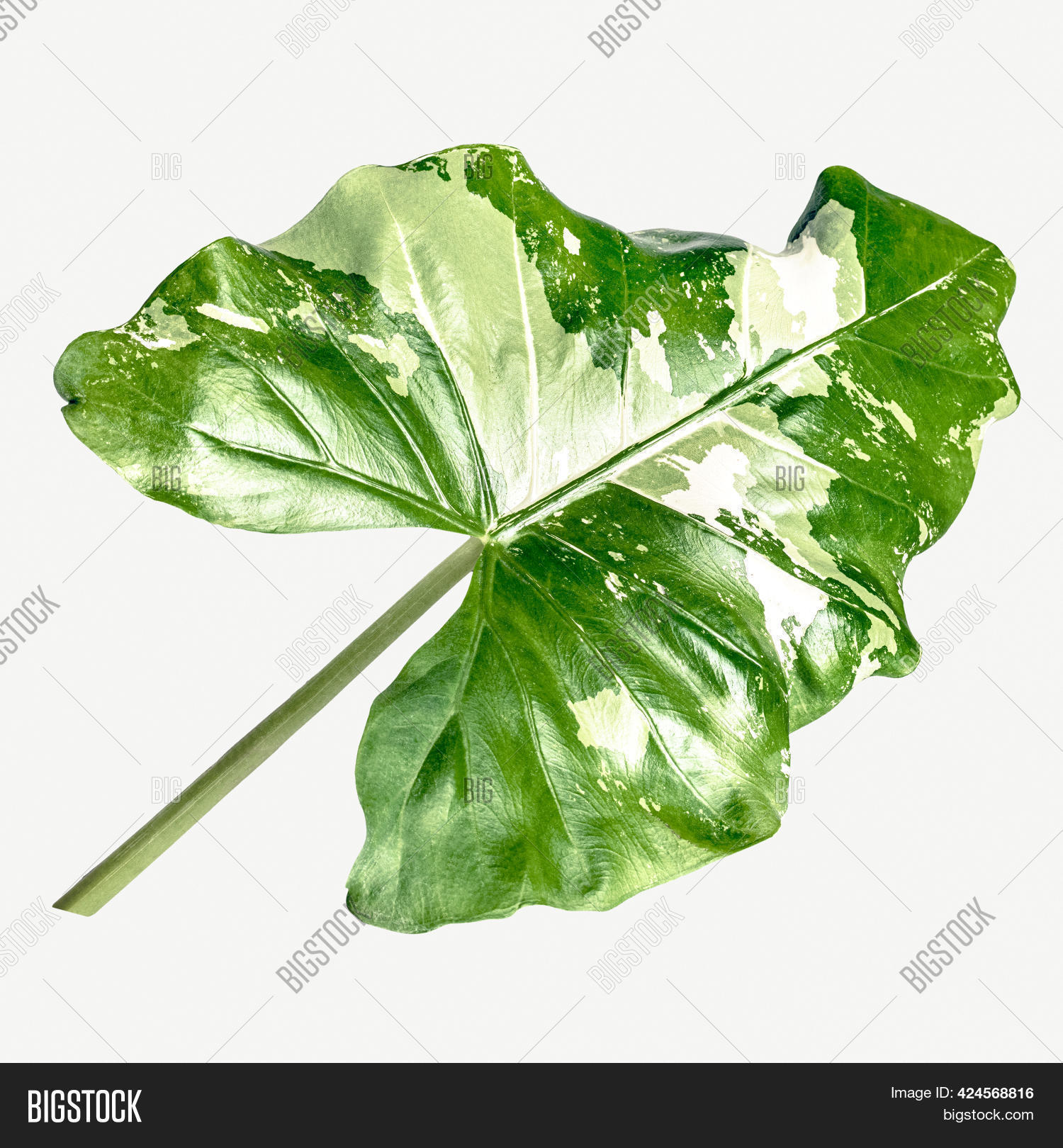 Heart Shaped Alocasia Image & Photo (Free Trial) | Bigstock