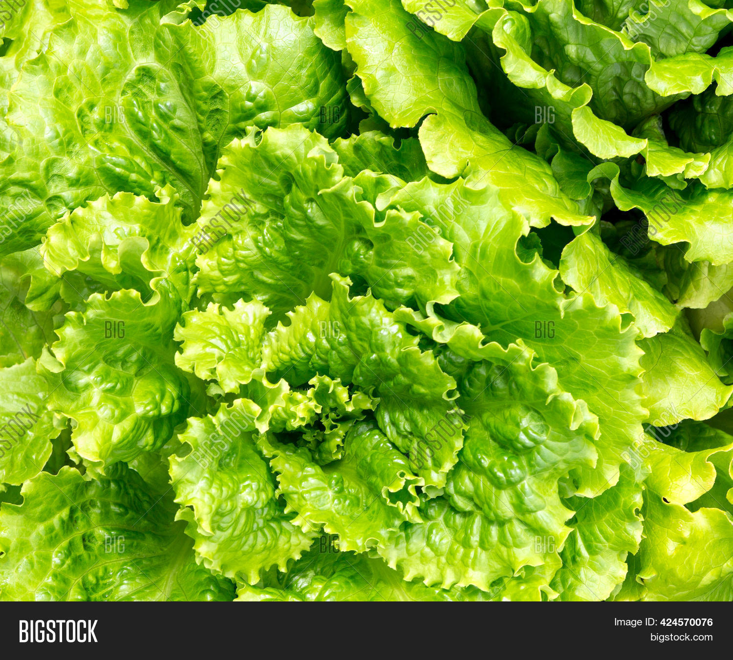 Lettuce Green Leaf Image & Photo (Free Trial) | Bigstock
