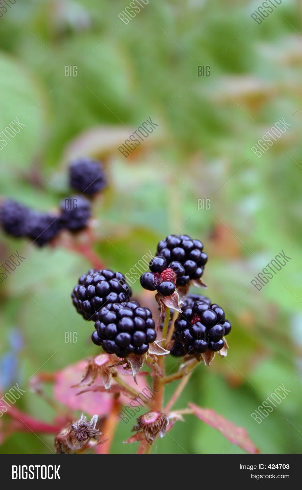 Blackberry Image & Photo (Free Trial) | Bigstock