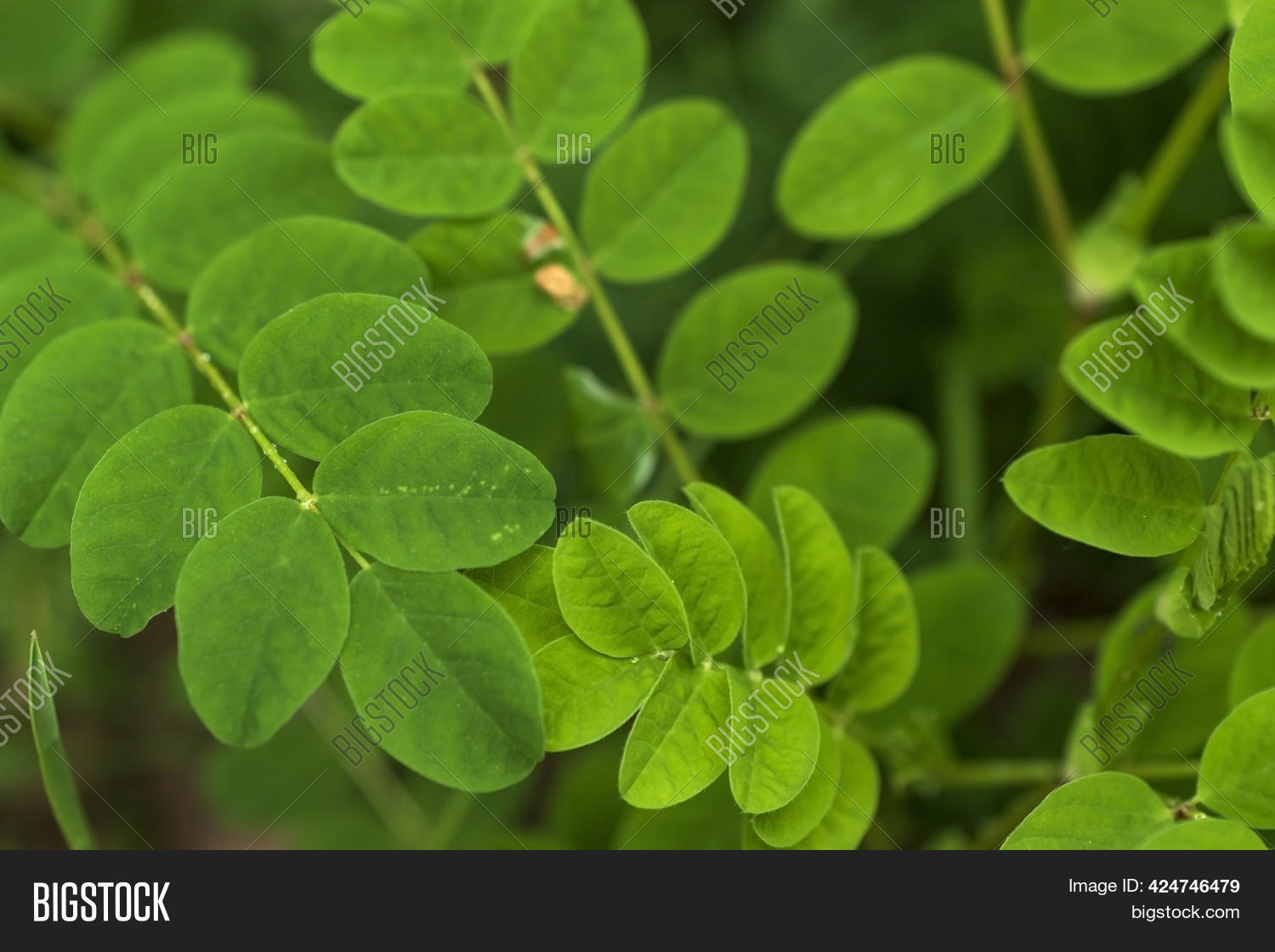Astragalus Growing Image & Photo (Free Trial) | Bigstock