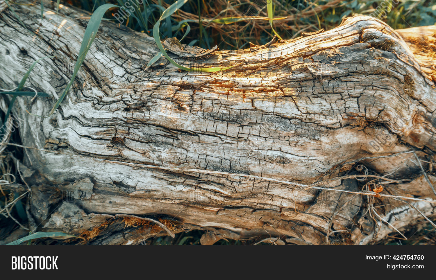 Old Rotten Tree Cracks Image & Photo (Free Trial) | Bigstock