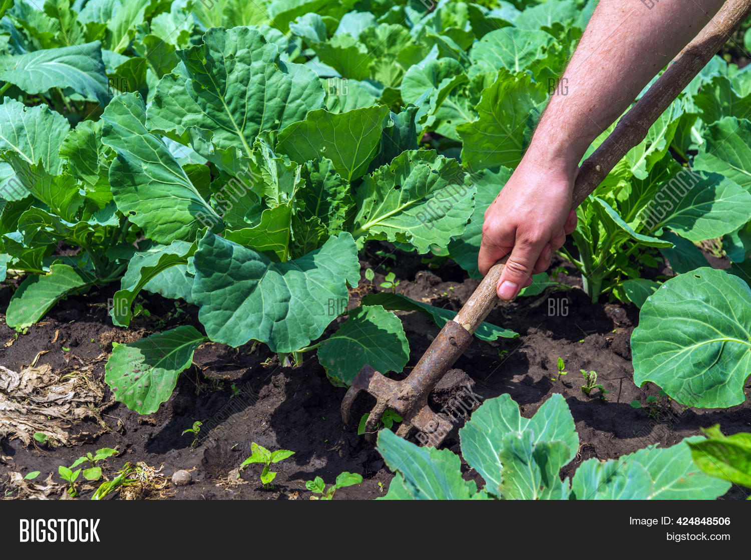 Farmer Rakes Soil Image & Photo (Free Trial) | Bigstock