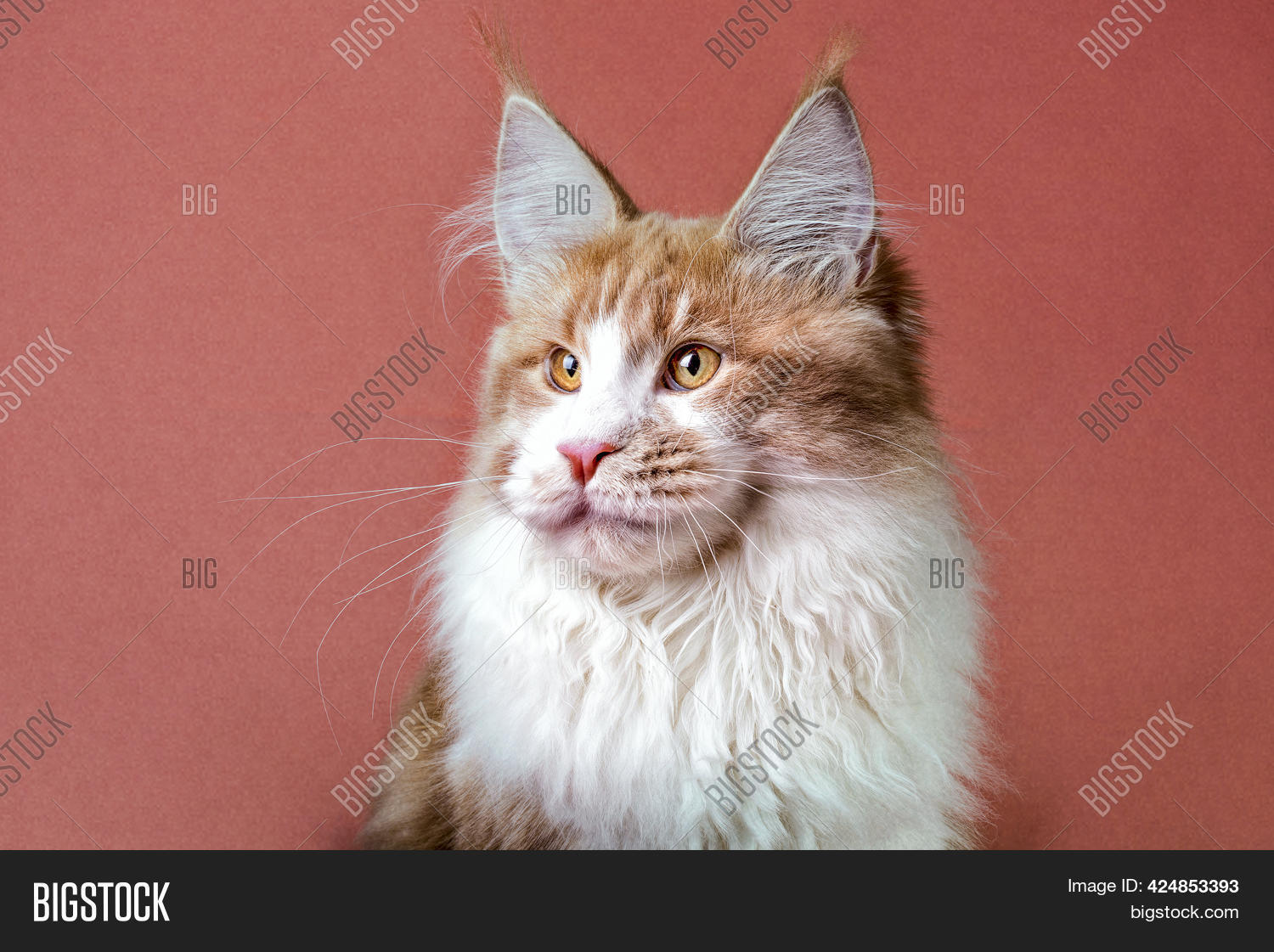 Red White Maine Coon