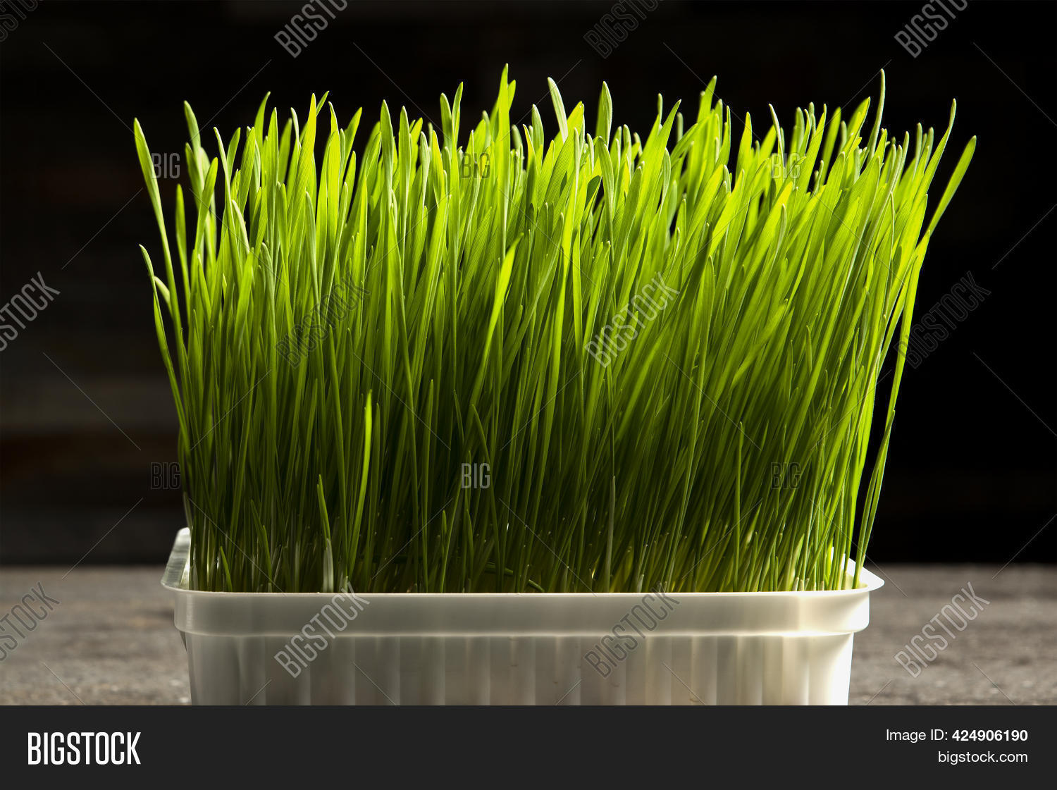 Barley Grass. Sprouted Image & Photo (Free Trial) | Bigstock