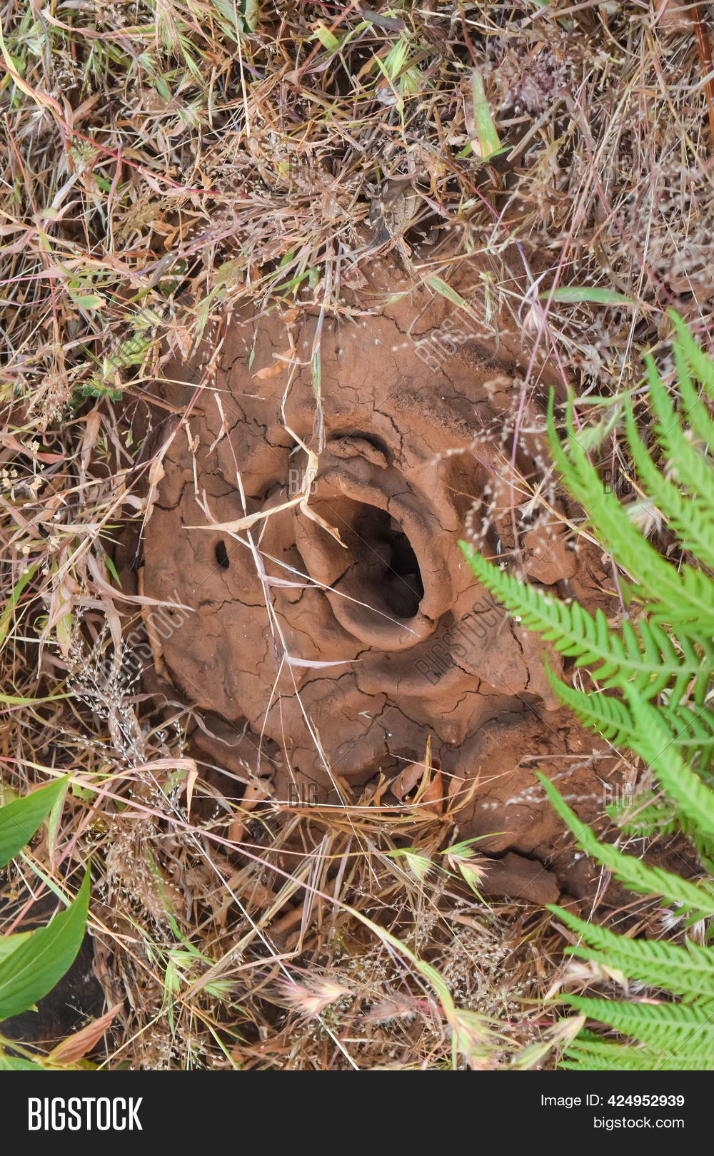Burrow Insect Earth Image & Photo (Free Trial) | Bigstock