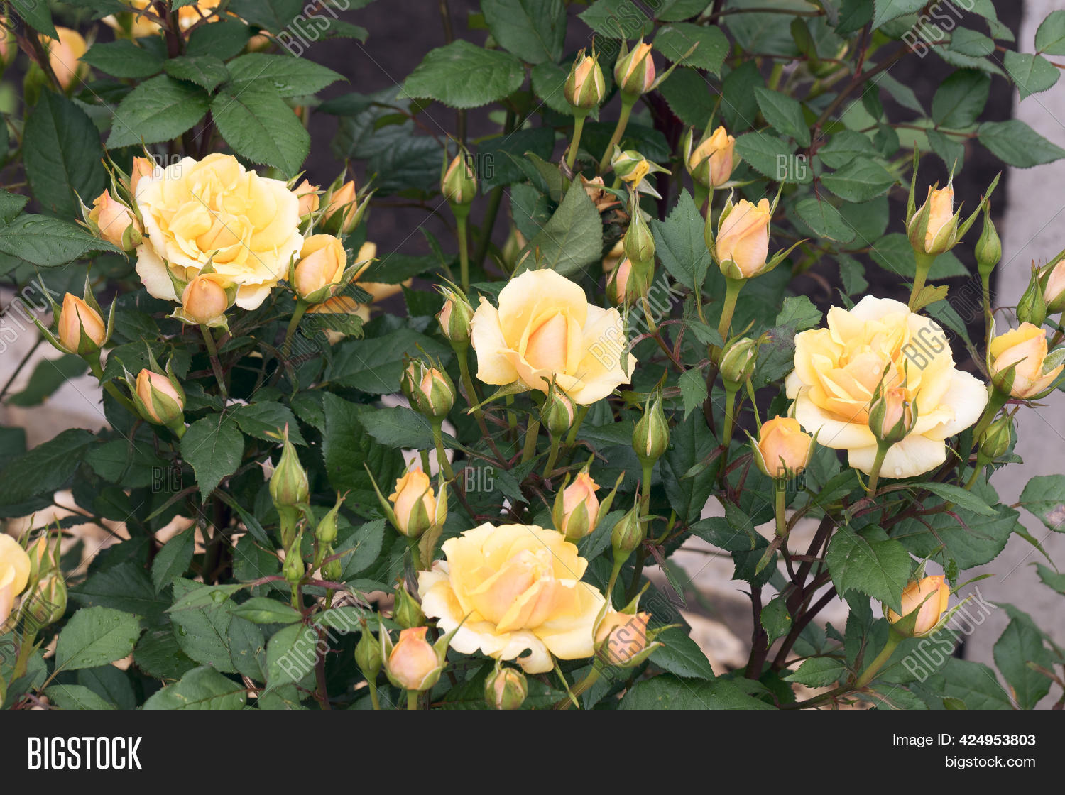 Large, Fragrant, Image & Photo (Free Trial) | Bigstock