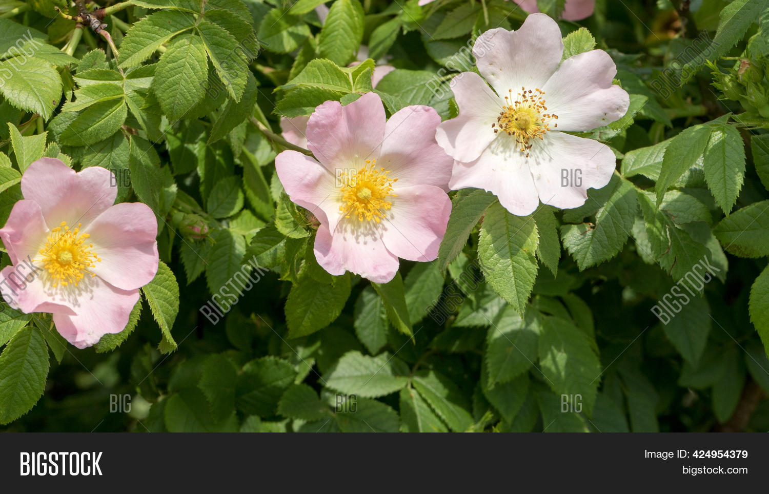 Rosehip Flower. Image & Photo (Free Trial) | Bigstock