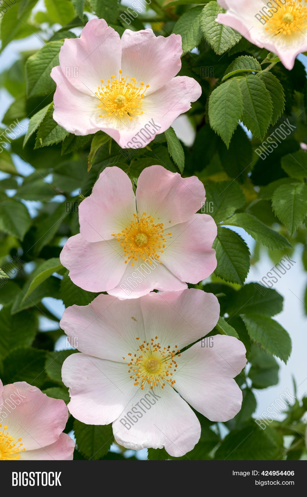 Rosehip Flower. Image & Photo (Free Trial) | Bigstock