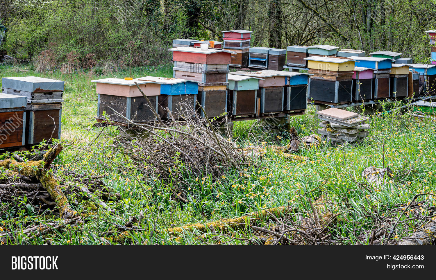 Hives Bees Apiary. Image & Photo (Free Trial) | Bigstock