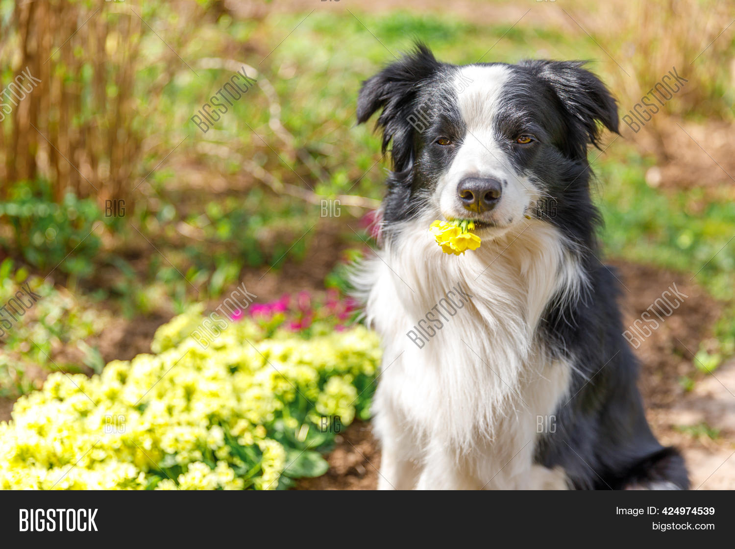 Yellow And White Border Collie