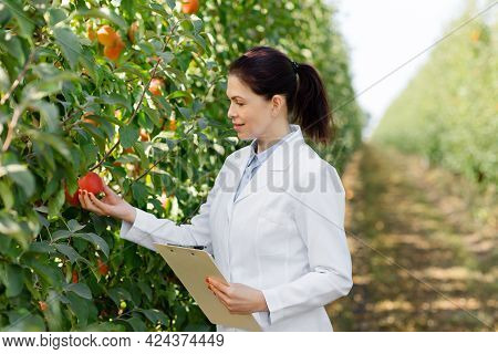 Quality Control Fruit Image & Photo (Free Trial) | Bigstock