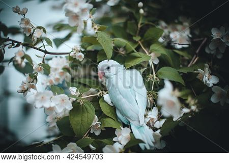 Blue Rose-ringed Ring- Image & Photo (Free Trial) | Bigstock