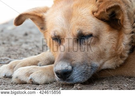 Dog Sad Face. Sad Image & Photo (Free Trial) | Bigstock