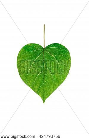One Single Leaf Tree Image & Photo (Free Trial) | Bigstock