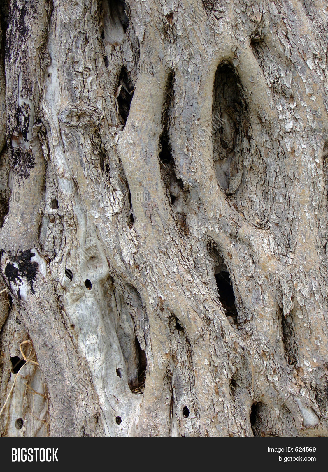 Olive Tree Bark Image & Photo (Free Trial) | Bigstock