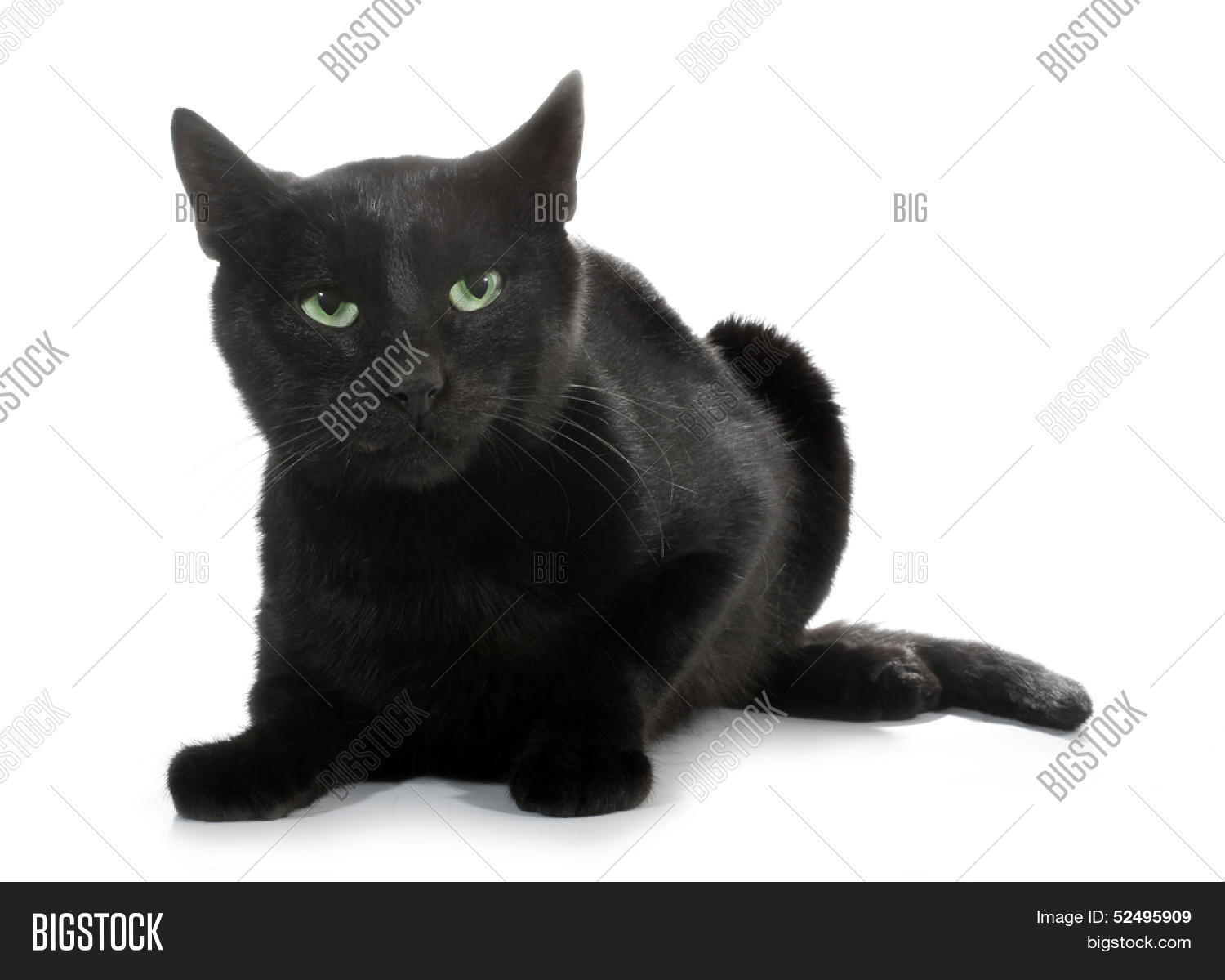 Imagen y foto Black Cat (prueba gratis) | Bigstock
