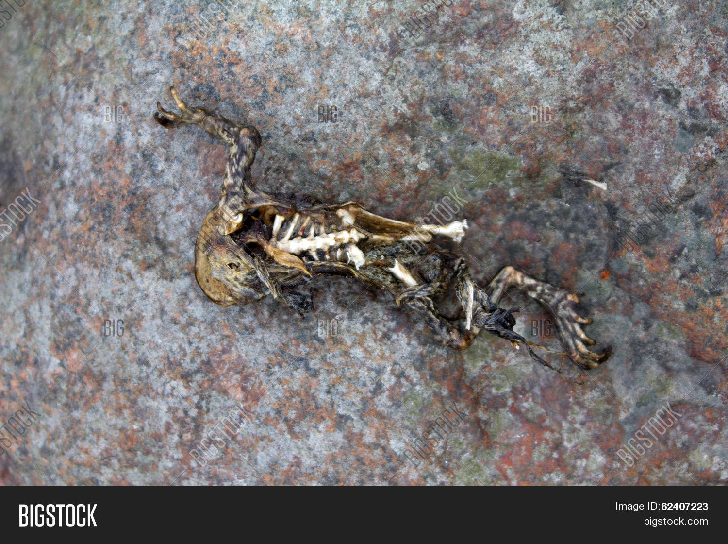 Dead Frog Image & Photo (Free Trial) | Bigstock