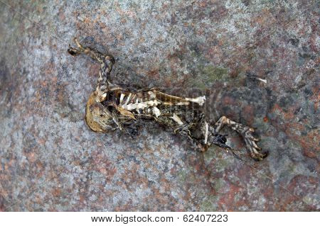 Dead Frog Image & Photo (Free Trial) | Bigstock