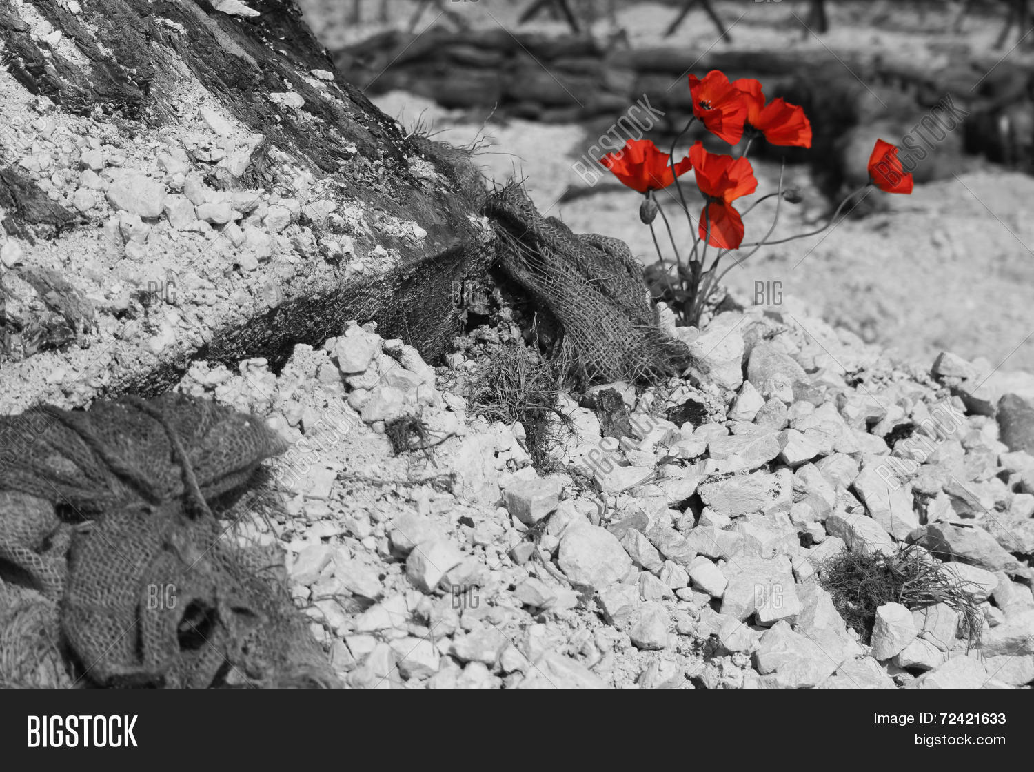 WW1 Battlefield Image & Photo (Free Trial) | Bigstock
