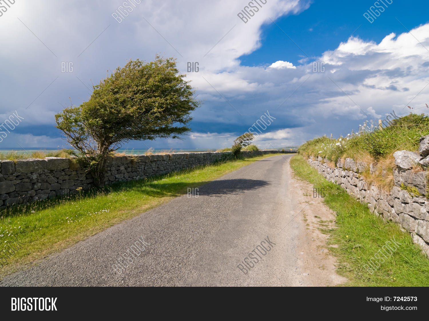 Windswept Trees Image & Photo (Free Trial) | Bigstock