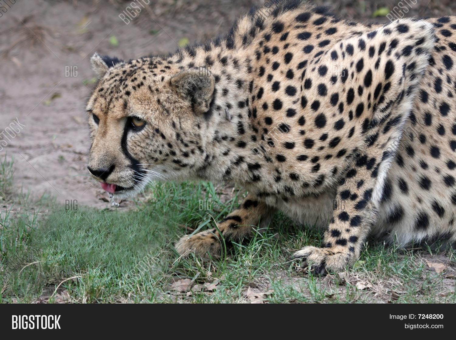 Crouching Cheetah Image & Photo (Free Trial) | Bigstock