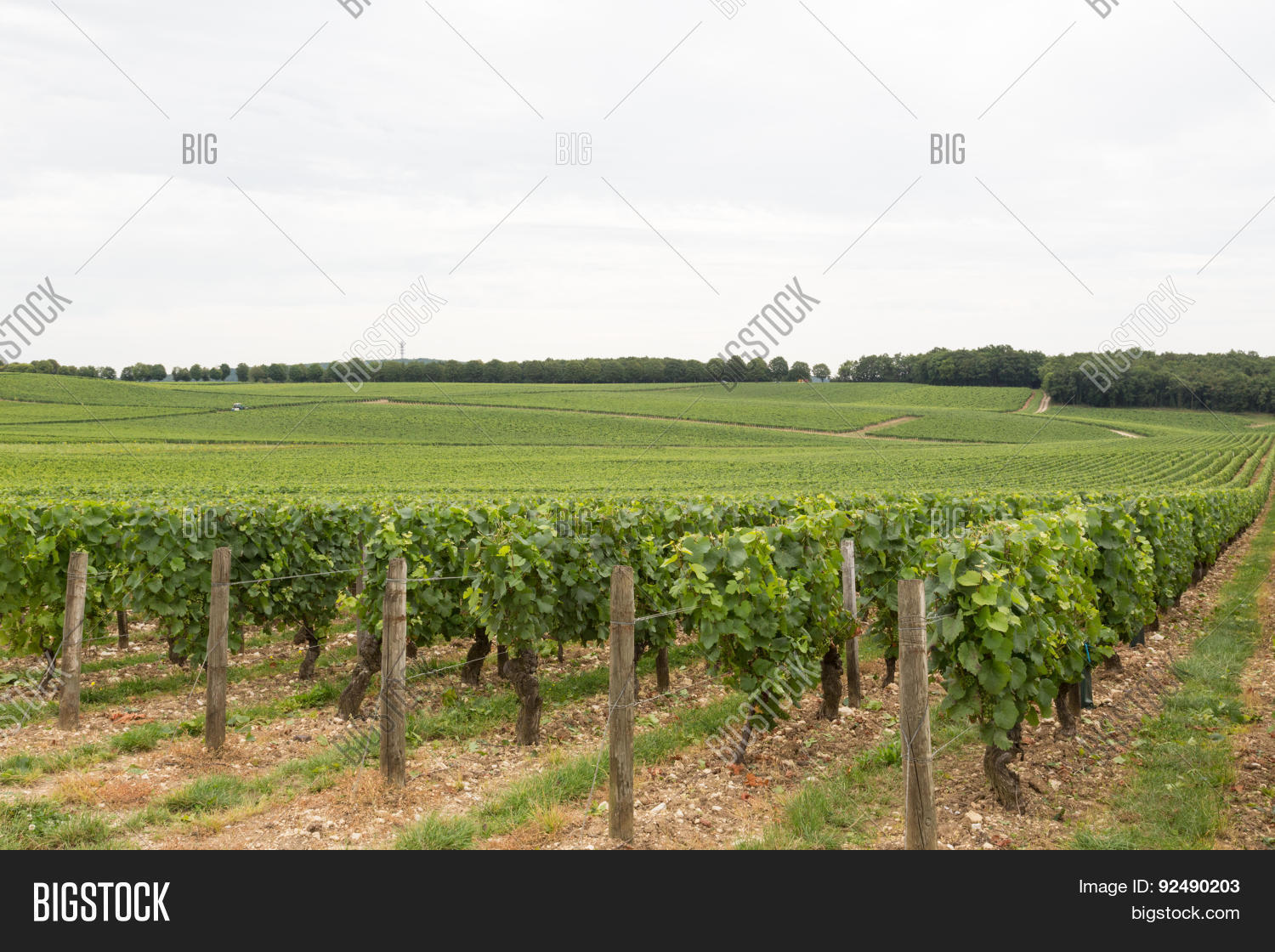 Vineyard Landscape Image & Photo (Free Trial) | Bigstock