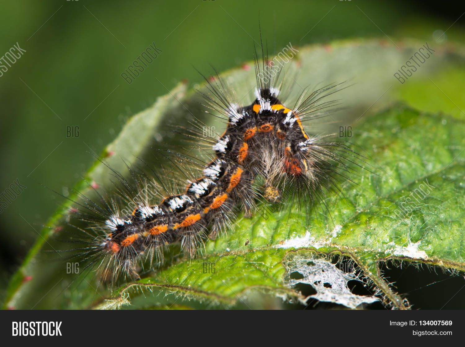 Yellow-tail Moth ( Image & Photo (Free Trial) | Bigstock