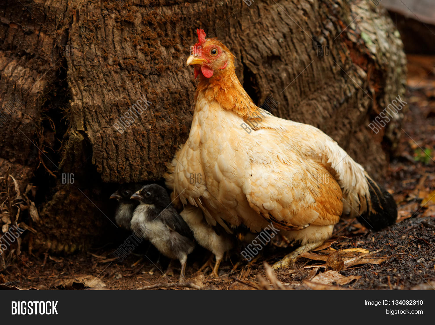 Hen Chicks Take Image & Photo (Free Trial) | Bigstock