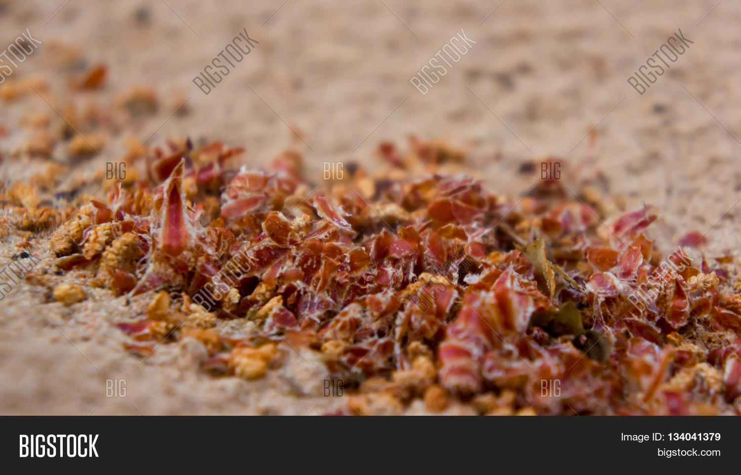 Pine Peel Grown New Image & Photo (Free Trial) | Bigstock