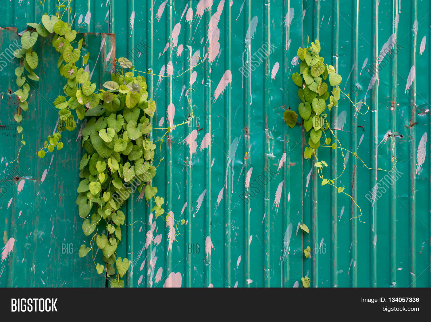 Leafy Vines Creeping Image & Photo (Free Trial) | Bigstock