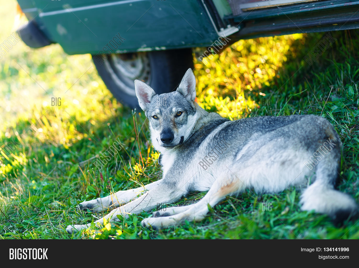 Domesticated Wolf Dog Image & Photo (Free Trial) | Bigstock