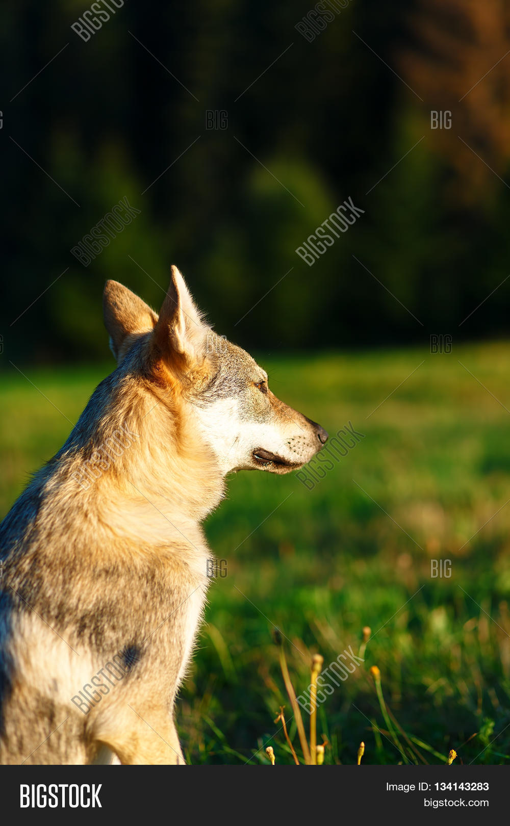 Domesticated Wolf Dog Image & Photo (Free Trial) | Bigstock