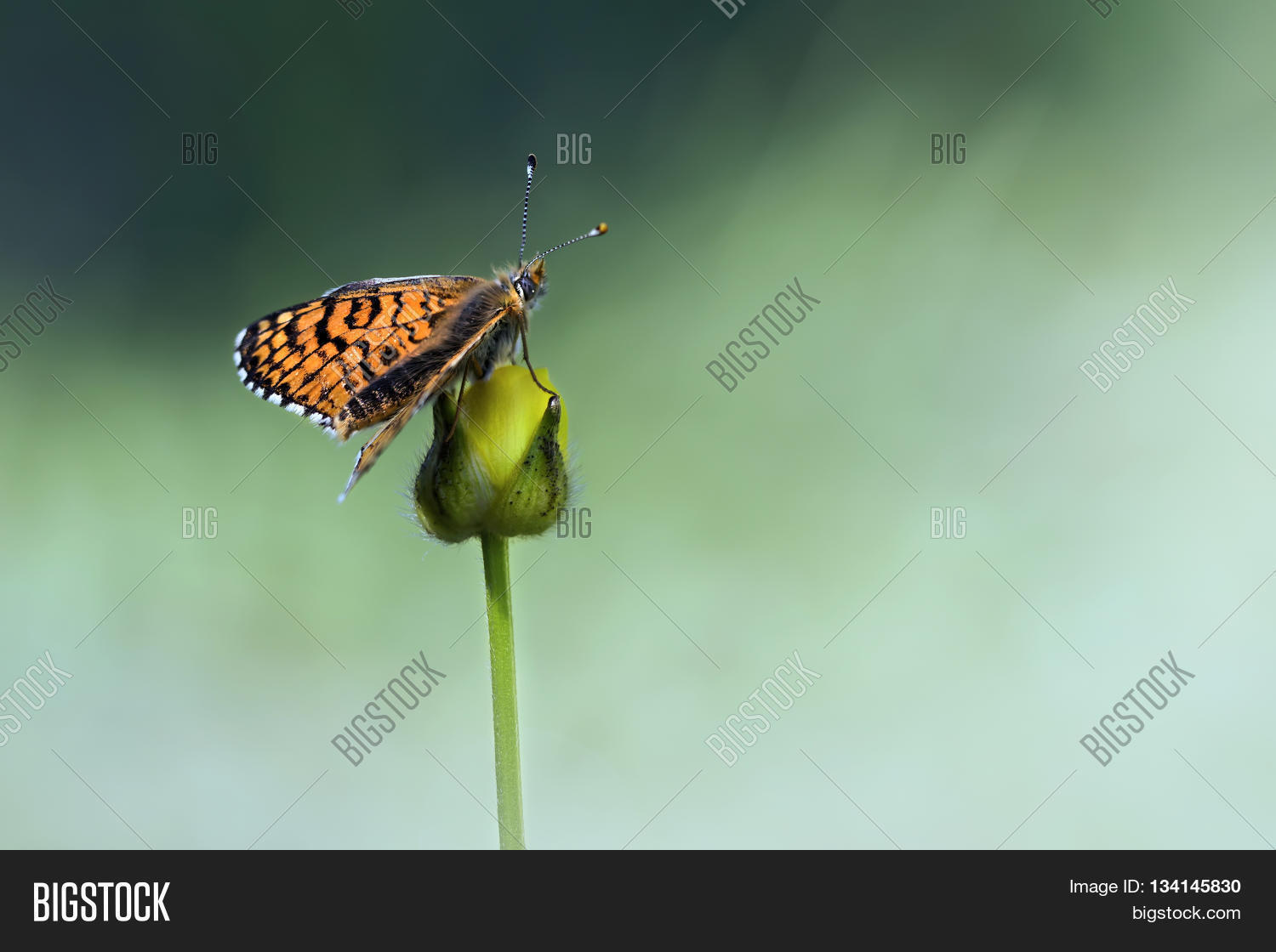 Melitaea Butterfly On Image & Photo (Free Trial) | Bigstock
