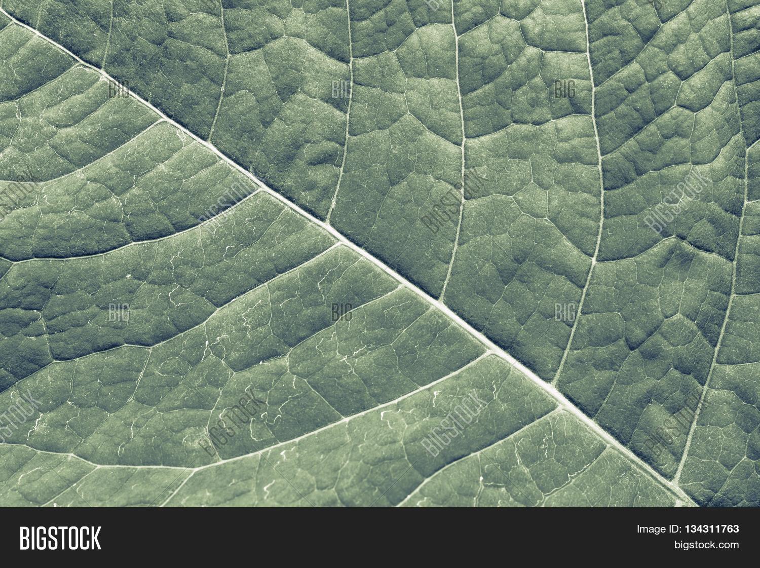 Texture Surface Leaf Image & Photo (Free Trial) | Bigstock