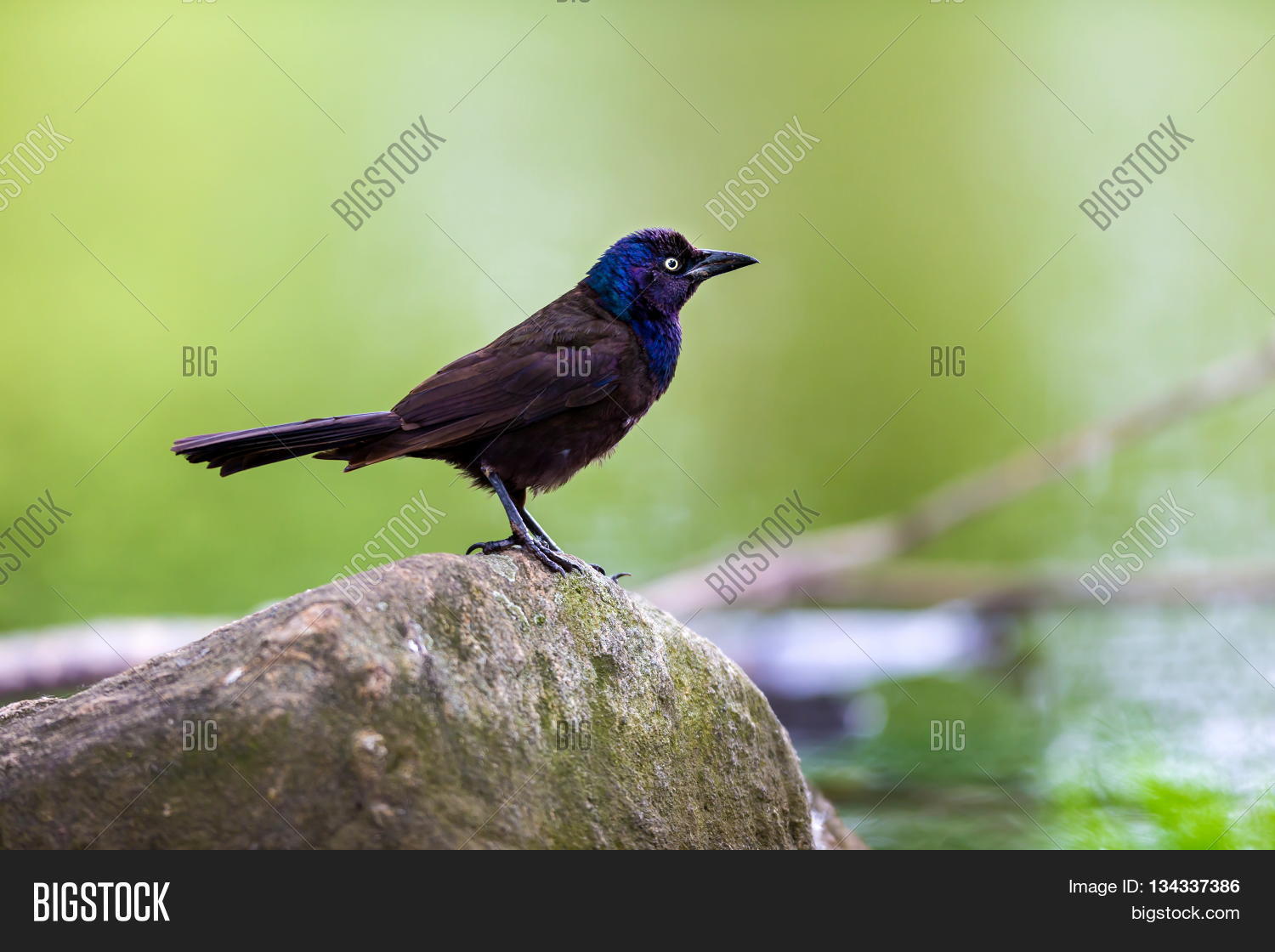 Common Grackles Image & Photo (Free Trial) | Bigstock