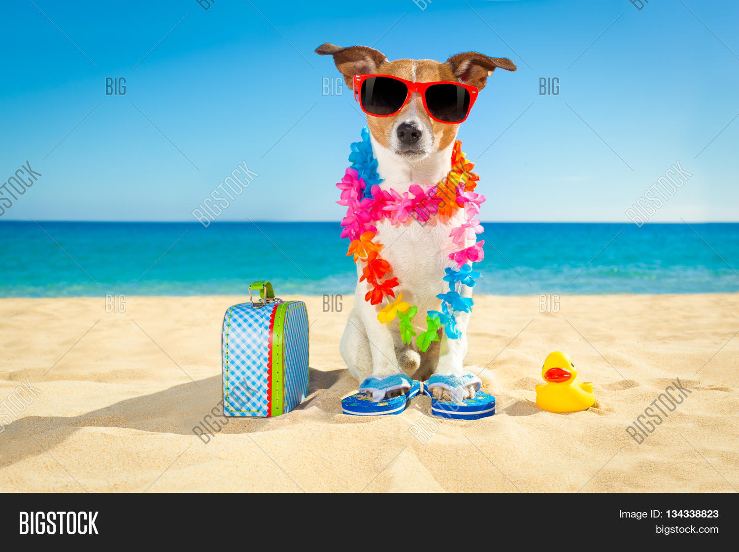 Tourist Dog Beach Image & Photo (Free Trial) | Bigstock