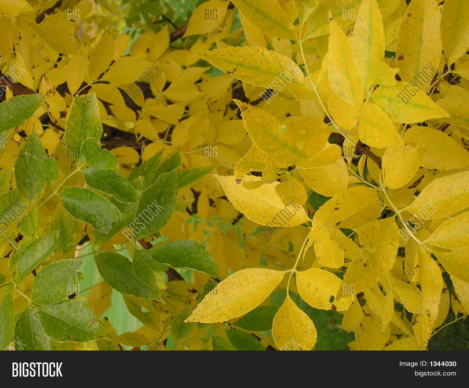 Turning Leaves Image & Photo (Free Trial) | Bigstock