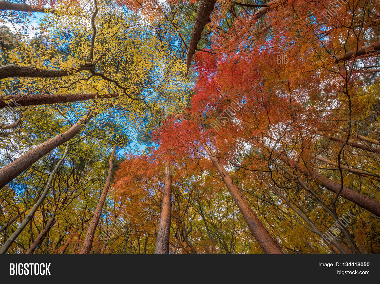 Autunm Trees Image & Photo (Free Trial) | Bigstock