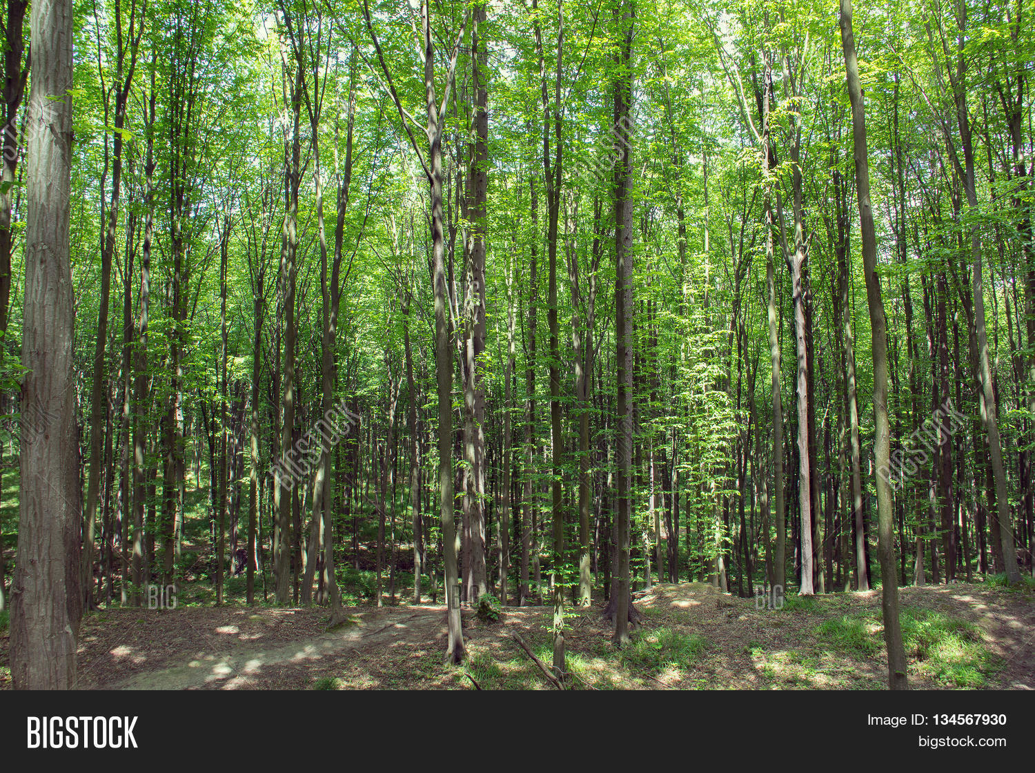 Beechen High Green Image & Photo (Free Trial) | Bigstock