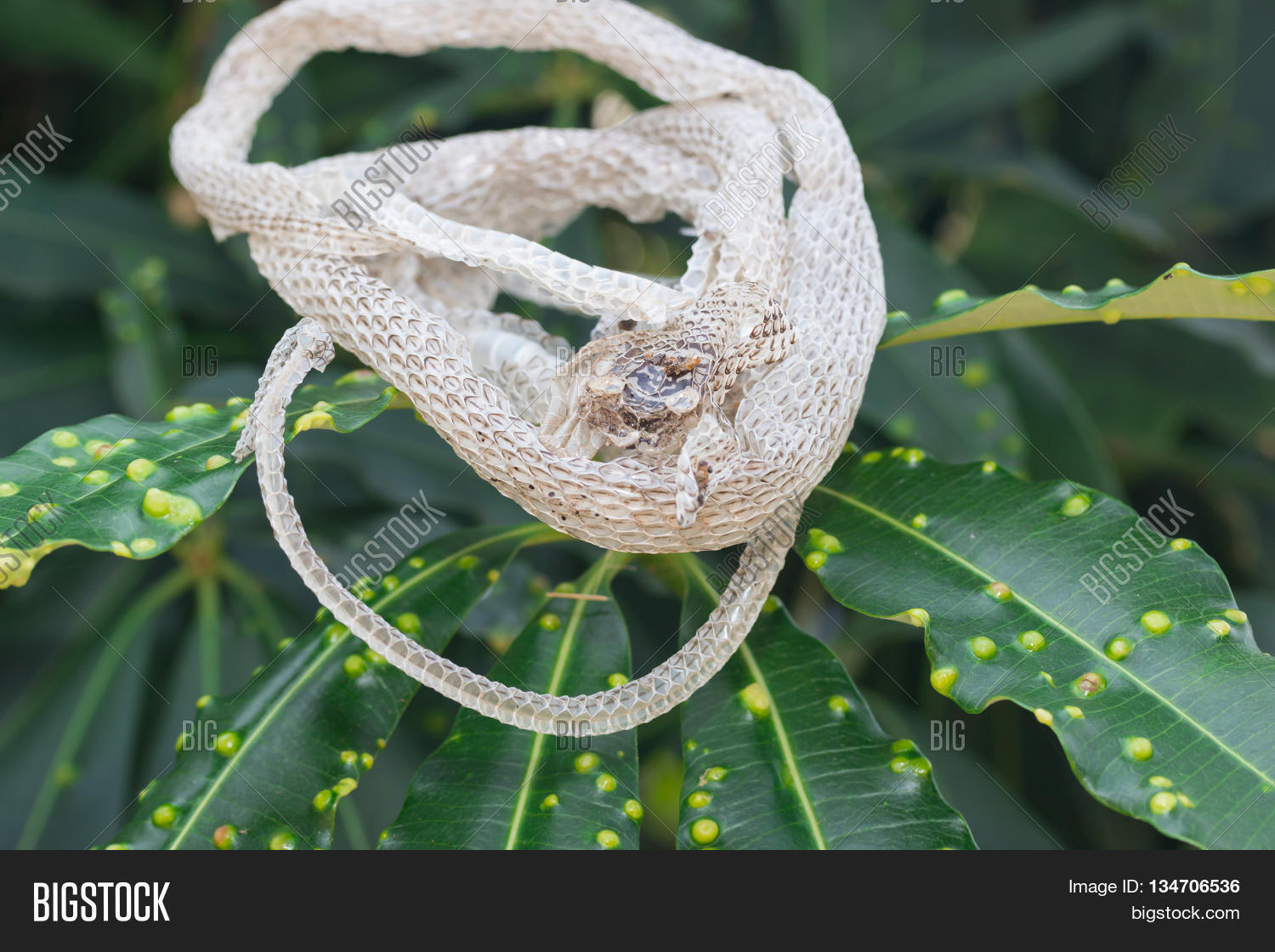 Snake Molt On Green Image & Photo (Free Trial) | Bigstock