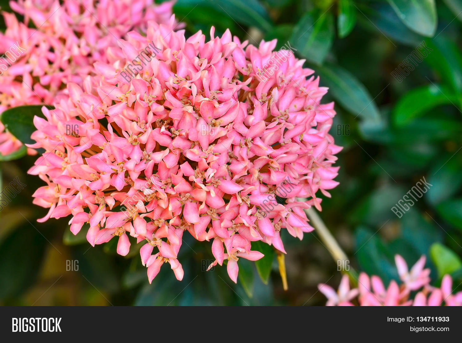 Pink Flower Spike Image & Photo (Free Trial) | Bigstock