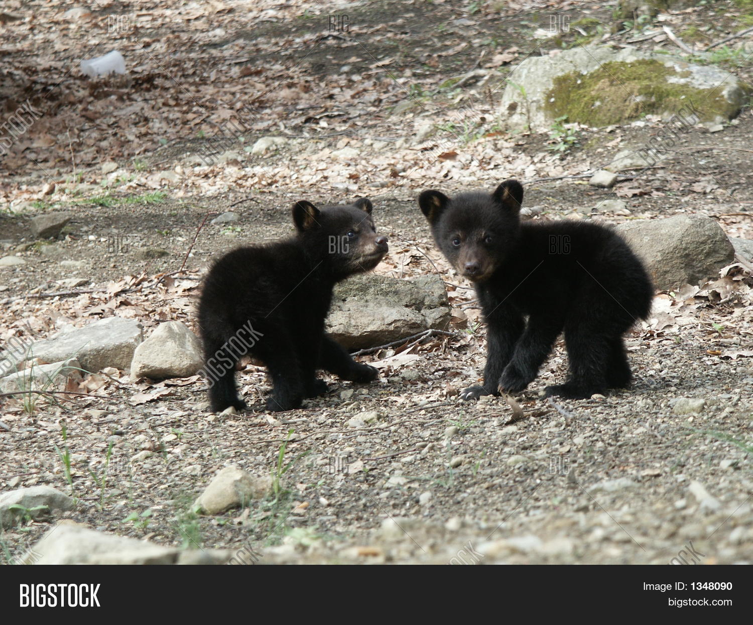 Black Bear Cubs Year Image & Photo (Free Trial) | Bigstock