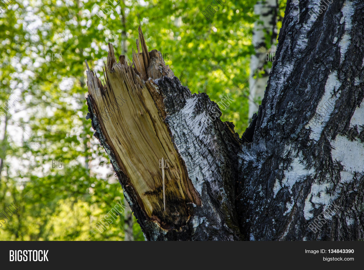 Broken Birch. Birch Image & Photo (Free Trial) | Bigstock