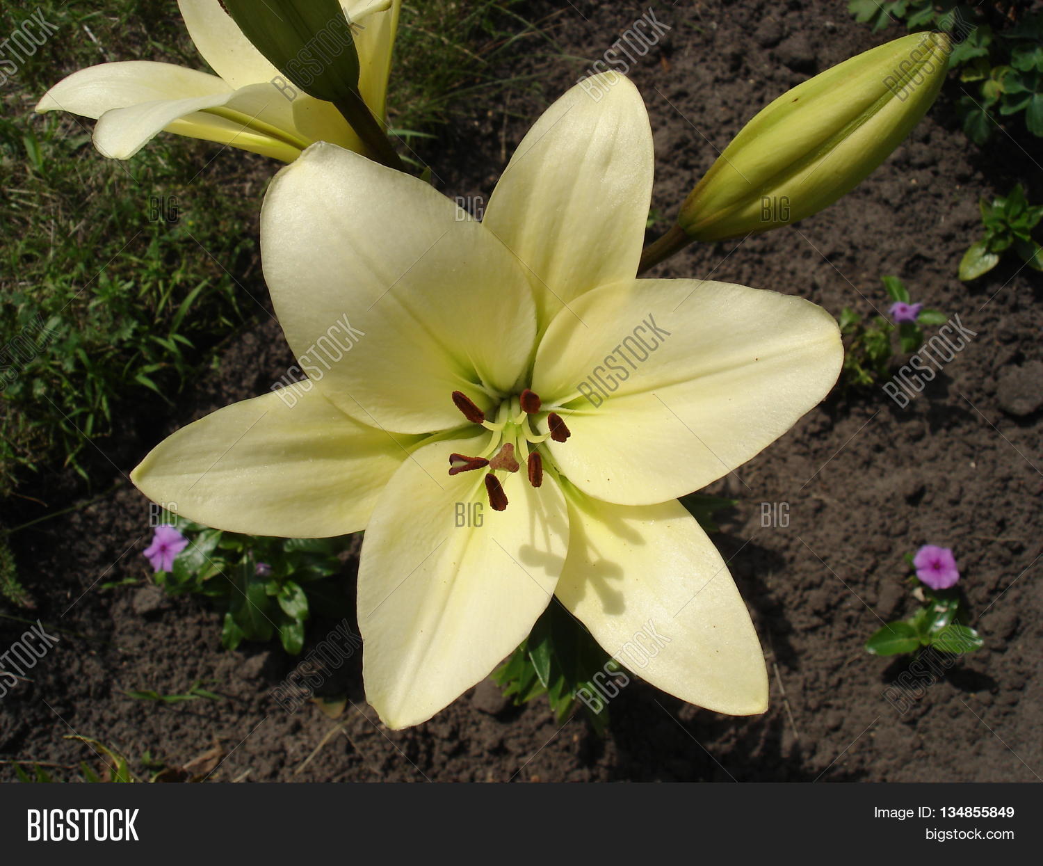 Asiatic Hybrids Lilium Image & Photo (Free Trial) | Bigstock