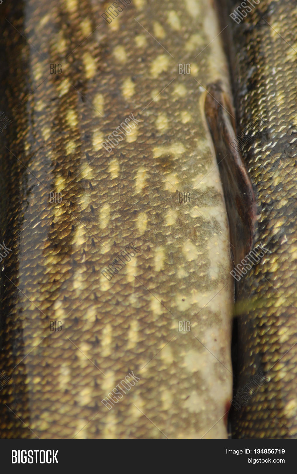 Skin Fish Scales. Image & Photo (Free Trial) | Bigstock