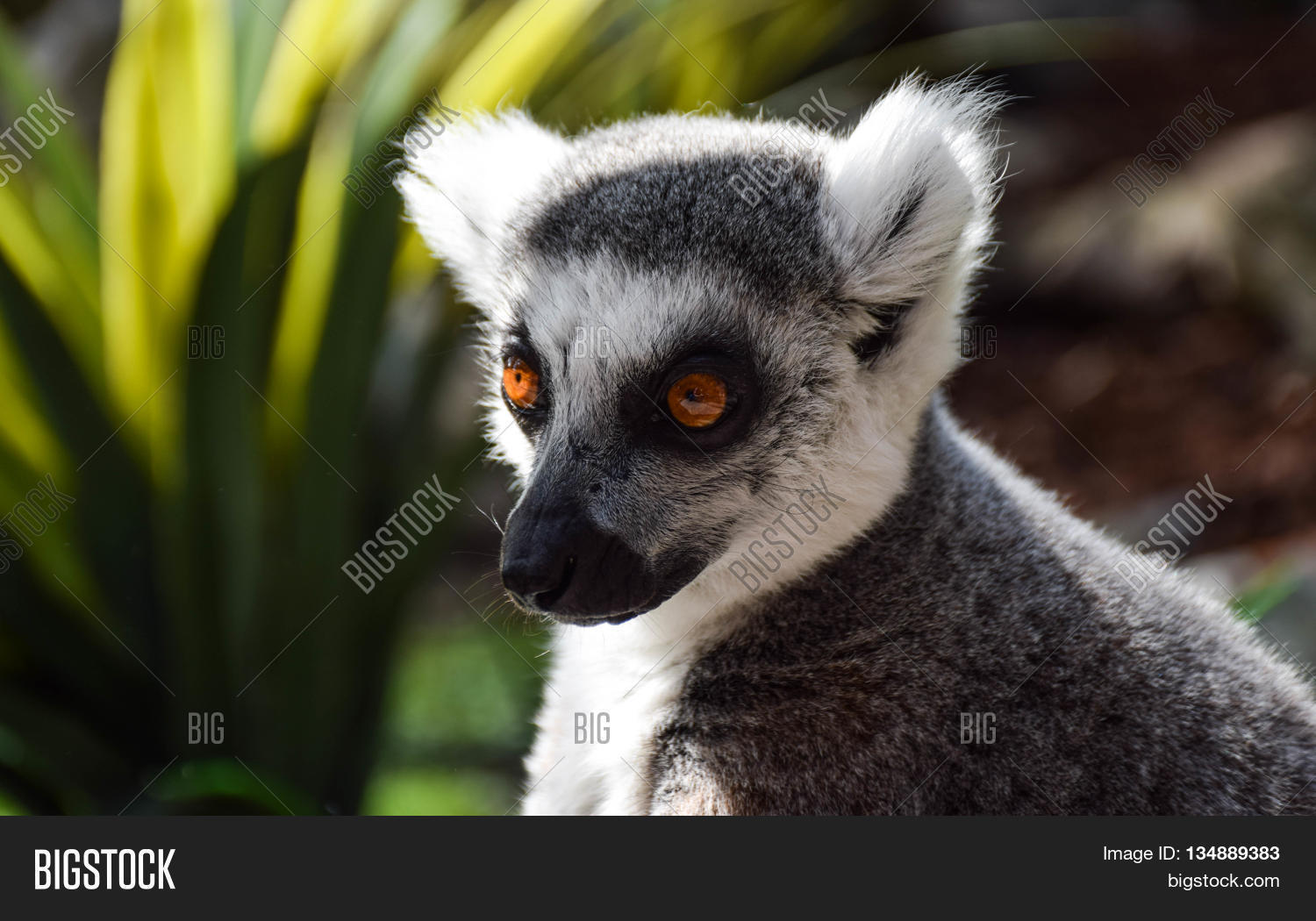 Cute Looking Lemur Image & Photo (Free Trial) | Bigstock