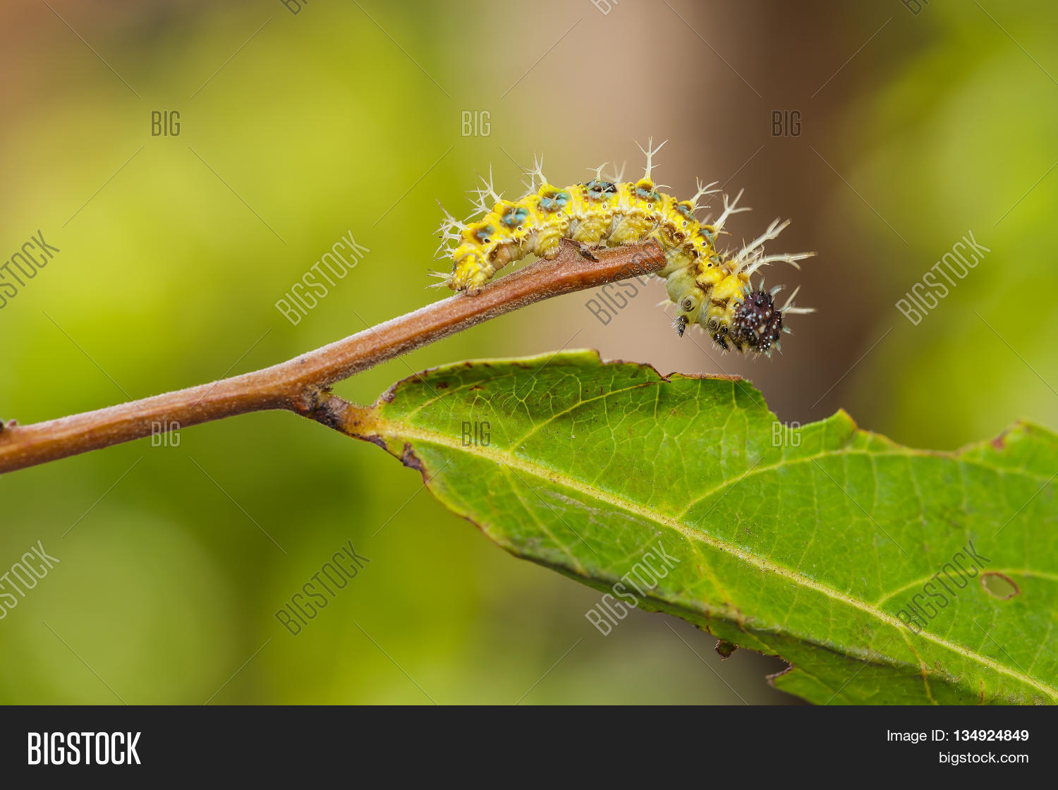 Mature Caterpillar Image & Photo (Free Trial) | Bigstock