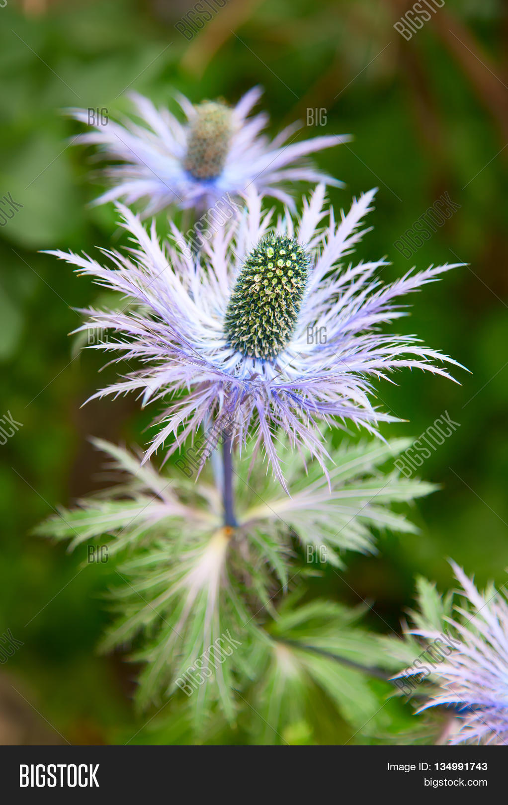 Eryngium Alpinum 'Blue Image & Photo (Free Trial) | Bigstock