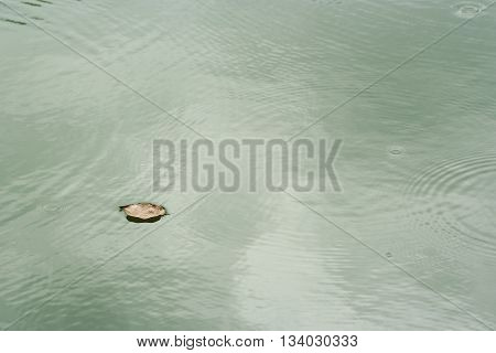 Water Texture Pond Image & Photo (Free Trial) | Bigstock